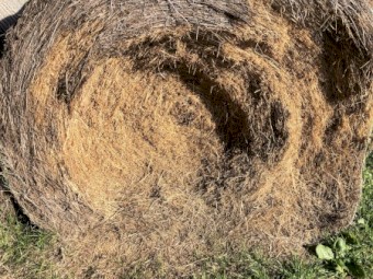 Lucerne Hay for Sale | Lucerne Small Bales Price | Hay & Fodder ...
