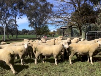 White Suffolk Rams for Sale | Farm Tender