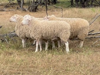 White Suffolk Rams for Sale | Farm Tender