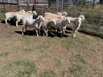 Australian White Sheep Rams for Sale | Farm Tender
