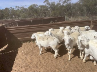 Australian White Sheep Rams for Sale | Farm Tender