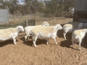 10 Australian White Rams | Farm Tender