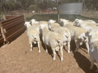 10 Australian White Rams | Farm Tender
