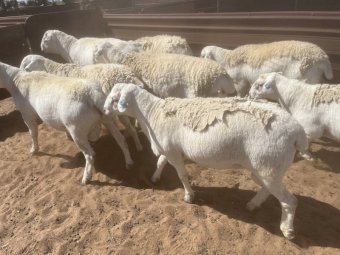 10 Australian White Rams | Farm Tender