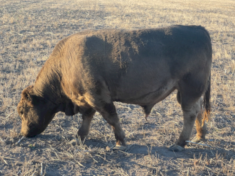 Square Meater Bull | Farm Tender