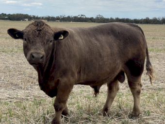 Square Meater Bull | Farm Tender
