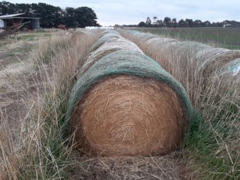 Pasture Hay for Sale | Grass Hay | Round Hay Bales | Hay & Fodder ...