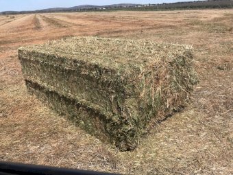 Vetch Hay for Sale | Ryegrass Hay | Hay and Fodder Listings | Farm Tender