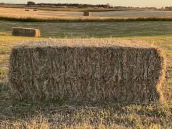 Pasture Hay for Sale | Grass Hay | Round Hay Bales | Hay & Fodder ...