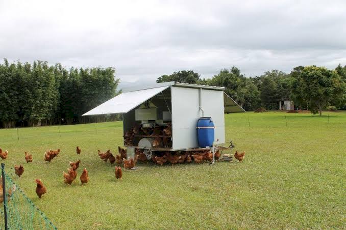 WANTED Chicken Caravan 130 | Farm Tender