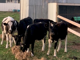 Livestock for Sale | Cattle, Goats, Cows, Calves, Poultry | Farm Tender