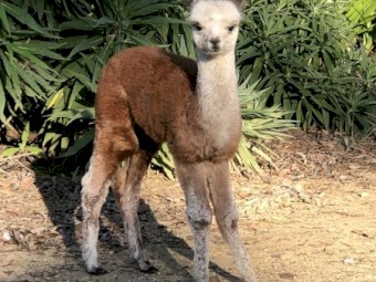 Alpacas for Sale in Australia | Miniature Alpacas | Suri | Farm Tender