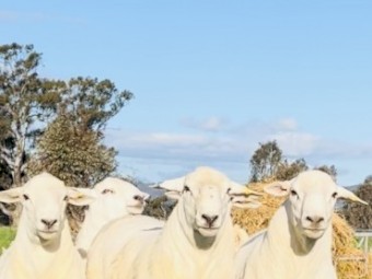 Australian White Sheep Rams for Sale | Farm Tender