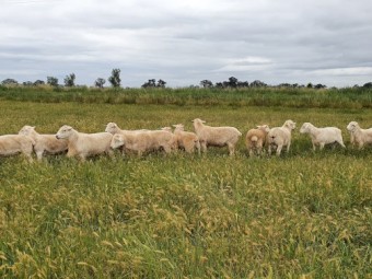 Australian White Sheep Rams for Sale | Farm Tender