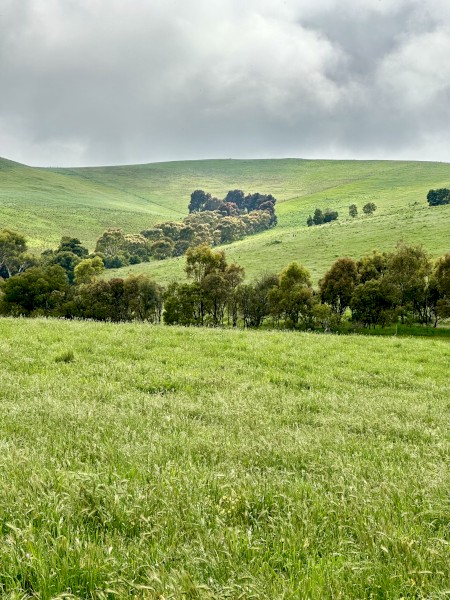 Merino Sheep agistment available | Farm Tender