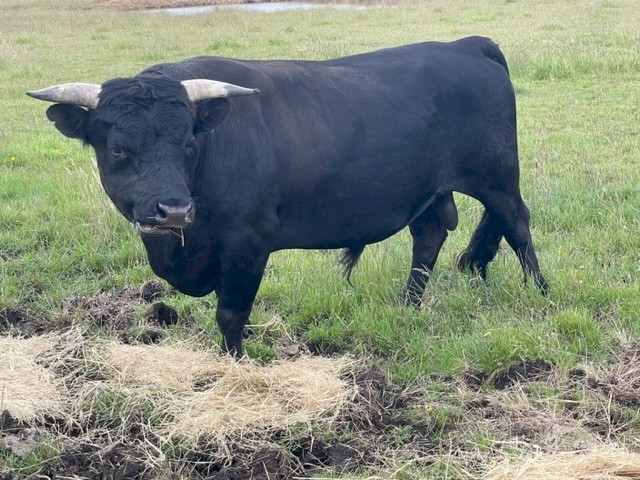 Dexter Bull | Farm Tender