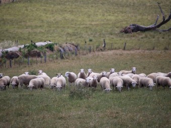 White Suffolk Rams for Sale | Farm Tender