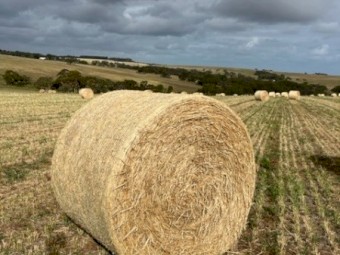 Barley Hay for Sale | Barley Straw | Moby Barley Hay Rolls | Farm Tender
