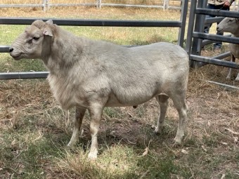 Australian White Sheep Rams for Sale | Farm Tender