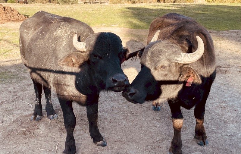 WATER BUFFALO. 1 x bull & 2 x heifers | Farm Tender