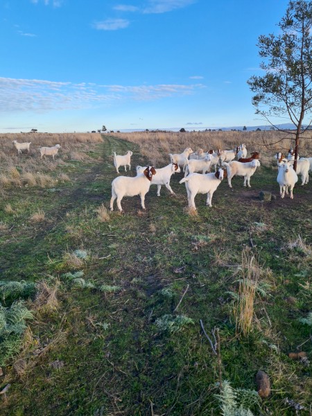 Boer X Wether's | Farm Tender