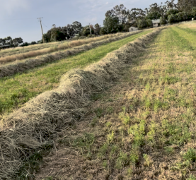 Pasture Hay for Sale | Grass Hay | Round Hay Bales | Hay & Fodder ...