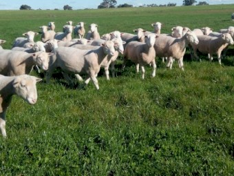 White Suffolk Rams for Sale | Farm Tender
