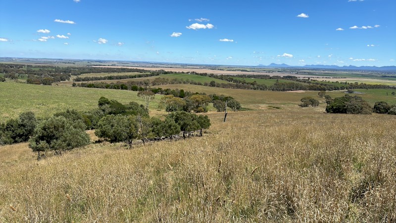 Sheep grazing agistment available from Feb 2024 | Farm Tender