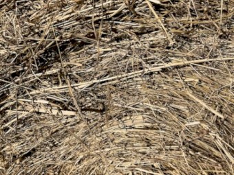 Pasture Hay for Sale | Grass Hay | Round Hay Bales | Hay & Fodder ...