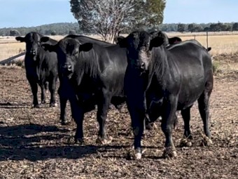 Angus Bull 25-27 Months | Farm Tender