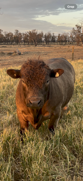 Square Meater Bull | Farm Tender