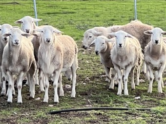 Australian White Sheep Rams for Sale | Farm Tender