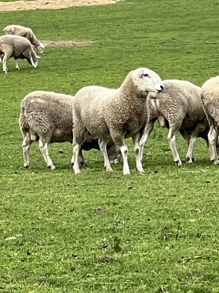 Border Leicester Rams | Farm Tender