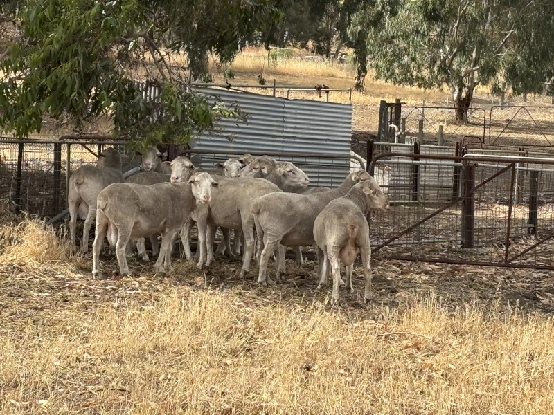 12 Afrino dual purpose rams for sale | Farm Tender