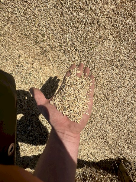 Oats/wheat sheep feed | Farm Tender