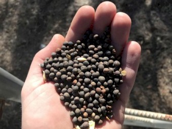 Vetch Seed for Sale - Popany Vetch - Morava Vetch - Vetch Seed Radish ...