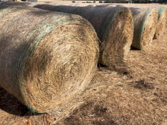 Rye Grass Hay for Sale | Ryegrass Hay Rolls | Oats Rolls | Hay & Fodder ...