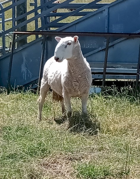 Border Leicester Rams | Farm Tender