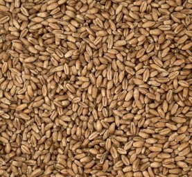 Triticale Seed for Sale | Grain & Seed Listings | Farm Tender